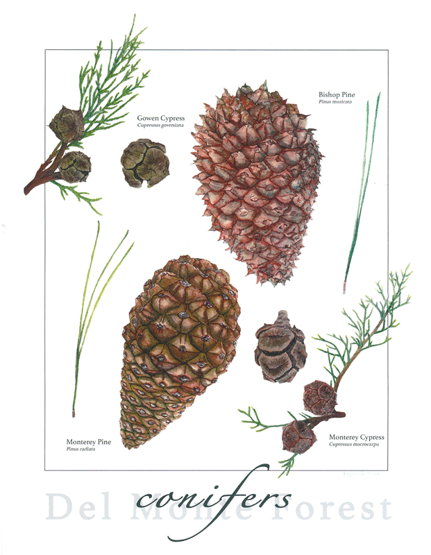 Plants – Del Monte Forest Conservancy