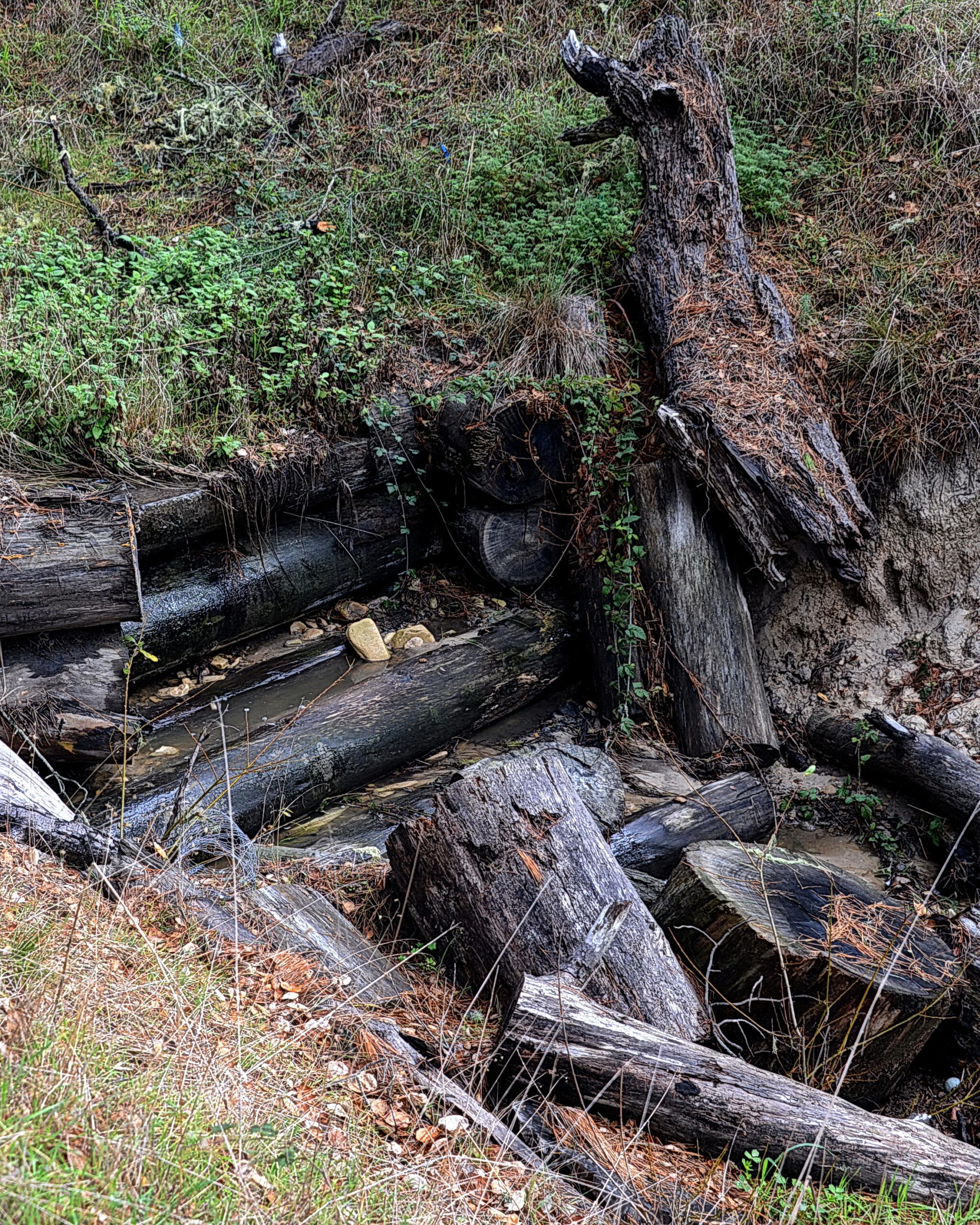 Our Projects – Del Monte Forest Conservancy